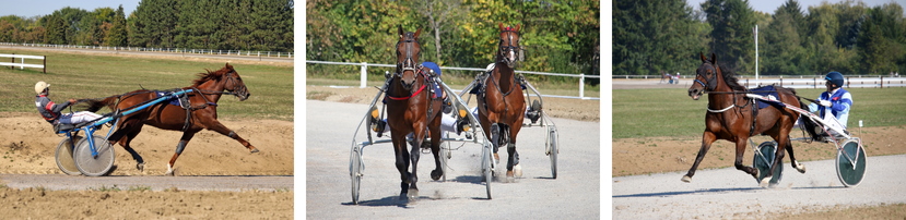 Harness Racing | ActivitySure